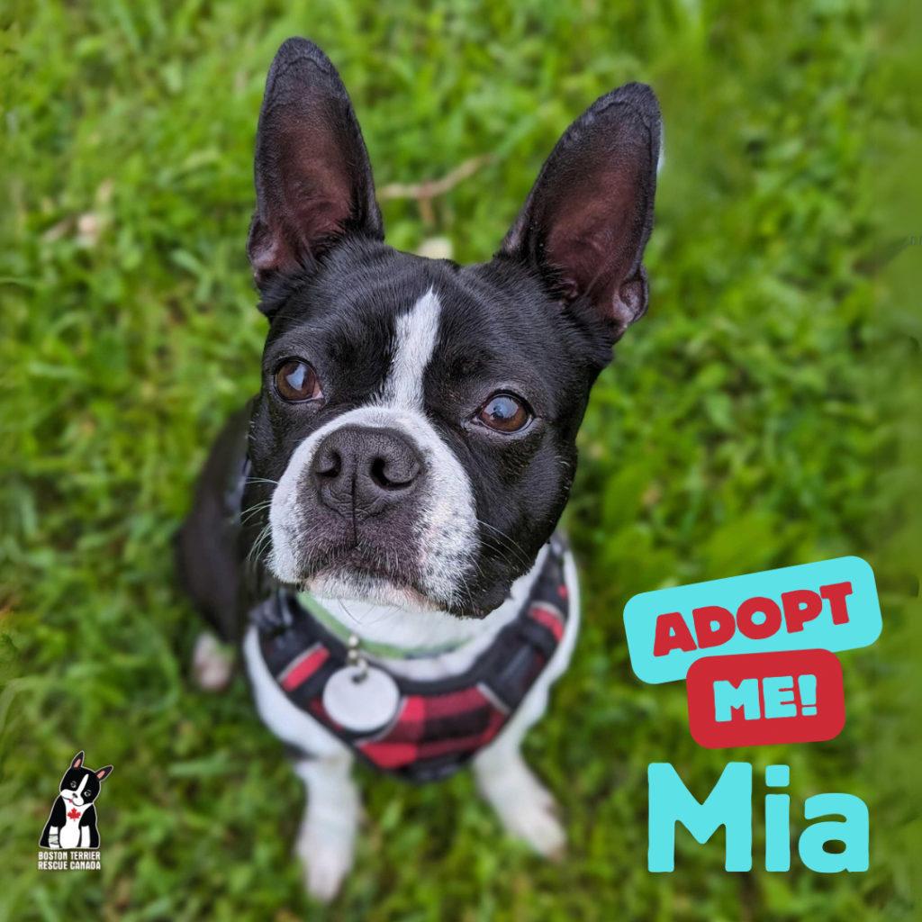 ADOPT ME Mia – Boston Terrier Rescue Canada