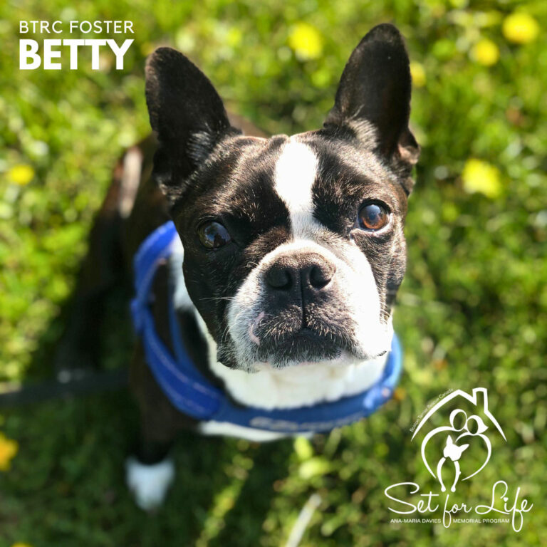 Dogs in Foster Care – Boston Terrier Rescue Canada