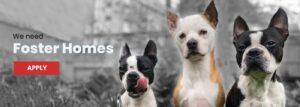 Boston Terrier Rescue Canada – Rescue Your Rescue