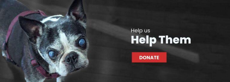 Boston Terrier Rescue Canada – Rescue Your Rescue
