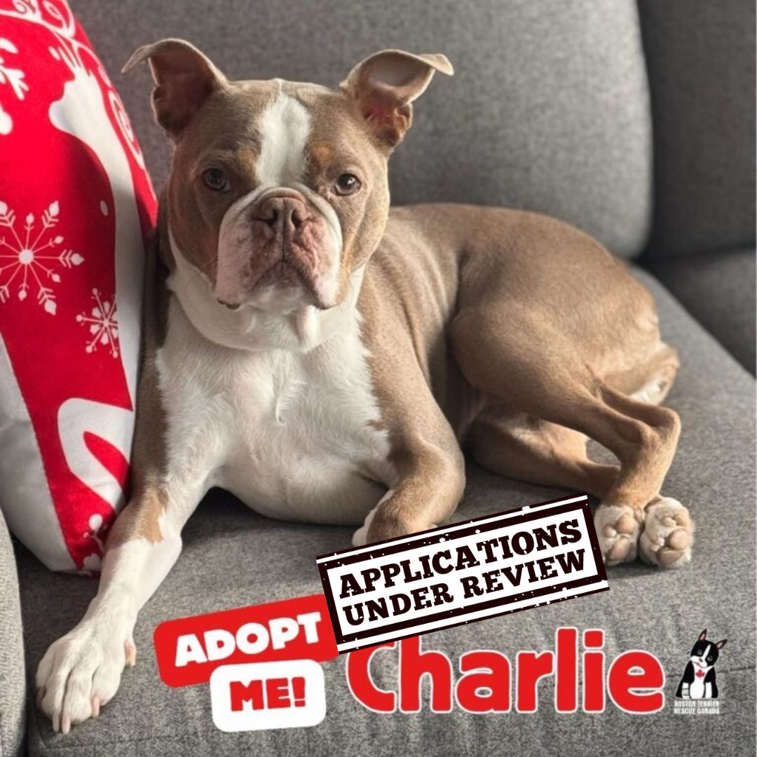 Adoptable Dogs – Boston Terrier Rescue Canada
