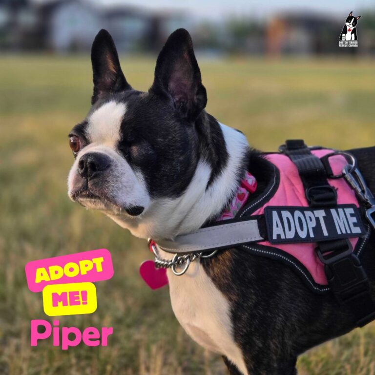 Adoptable Dogs – Boston Terrier Rescue Canada