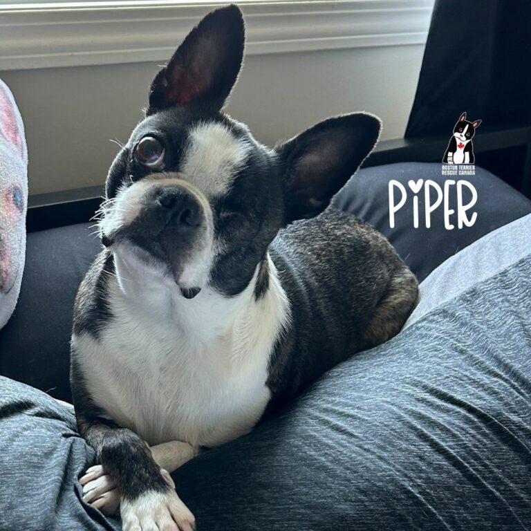 Dogs in Foster Care – Boston Terrier Rescue Canada