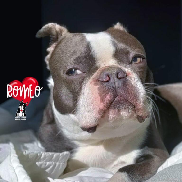 Dogs in Foster Care – Boston Terrier Rescue Canada
