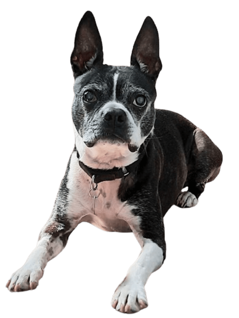 Contact – Boston Terrier Rescue Canada