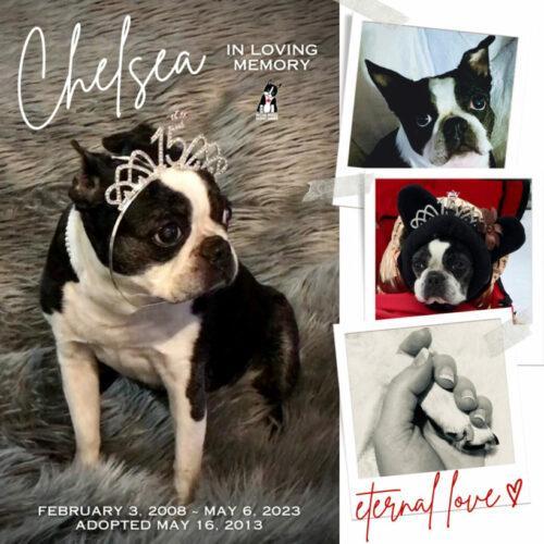 Chelsea – Boston Terrier Rescue Canada