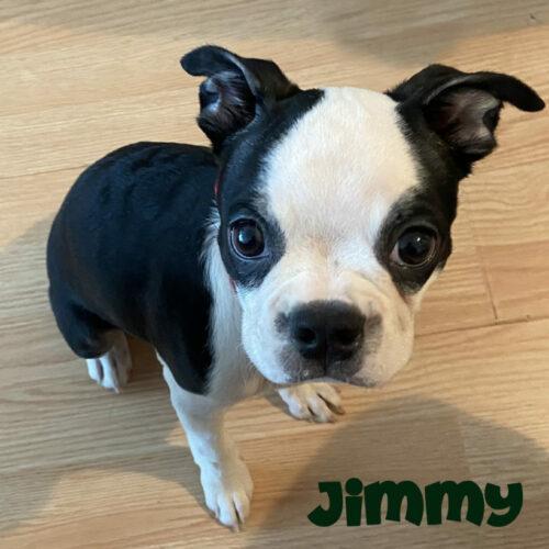 Jimmy – Boston Terrier Rescue Canada