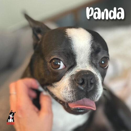 Panda Bear – Boston Terrier Rescue Canada
