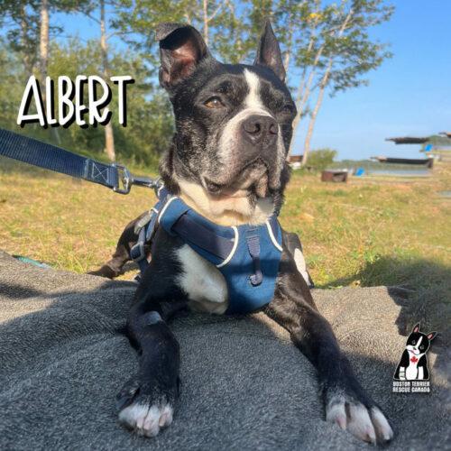 Albert – Boston Terrier Rescue Canada