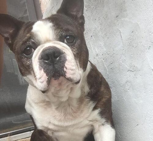 Anna – Boston Terrier Rescue Canada