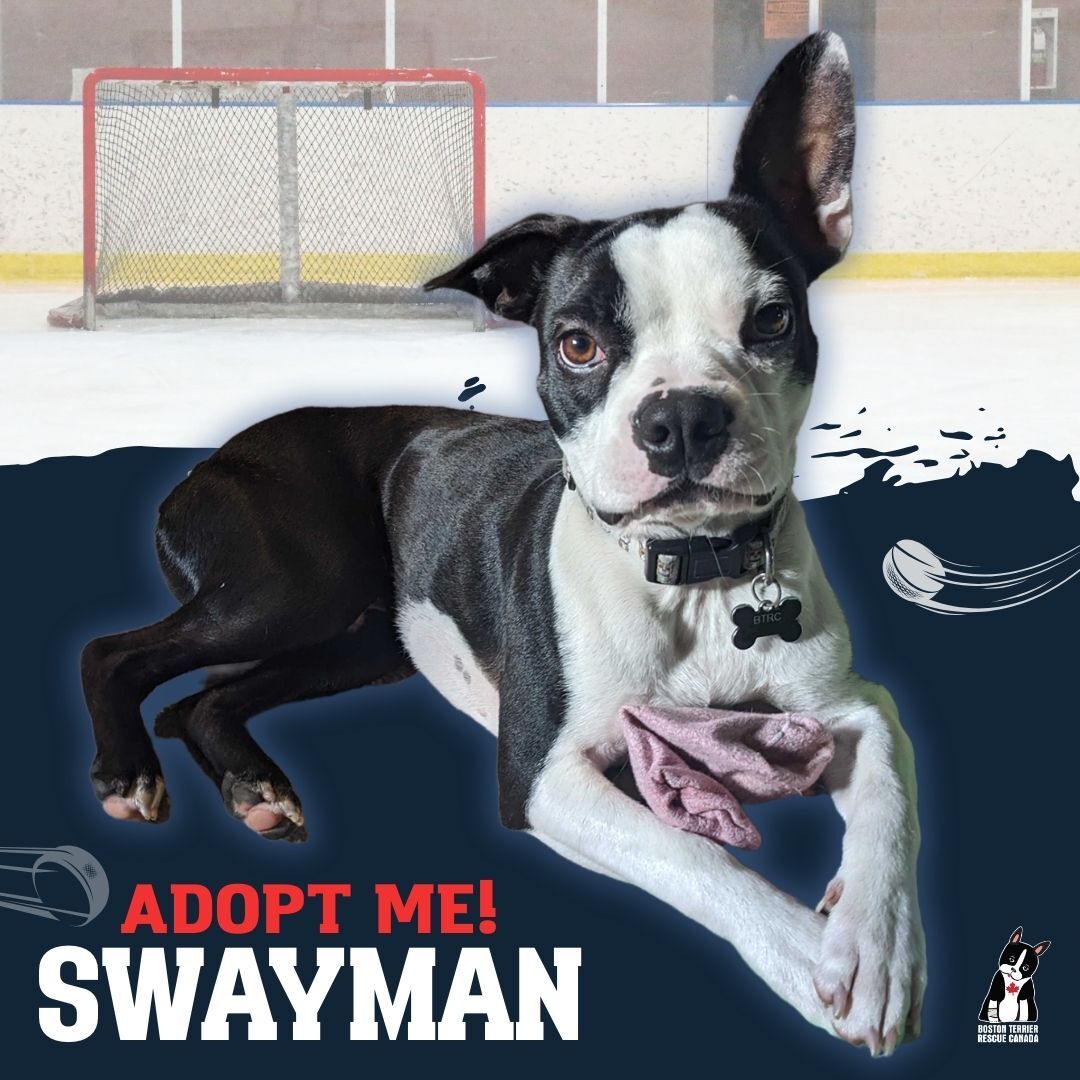 Adoptable Dogs – Boston Terrier Rescue Canada
