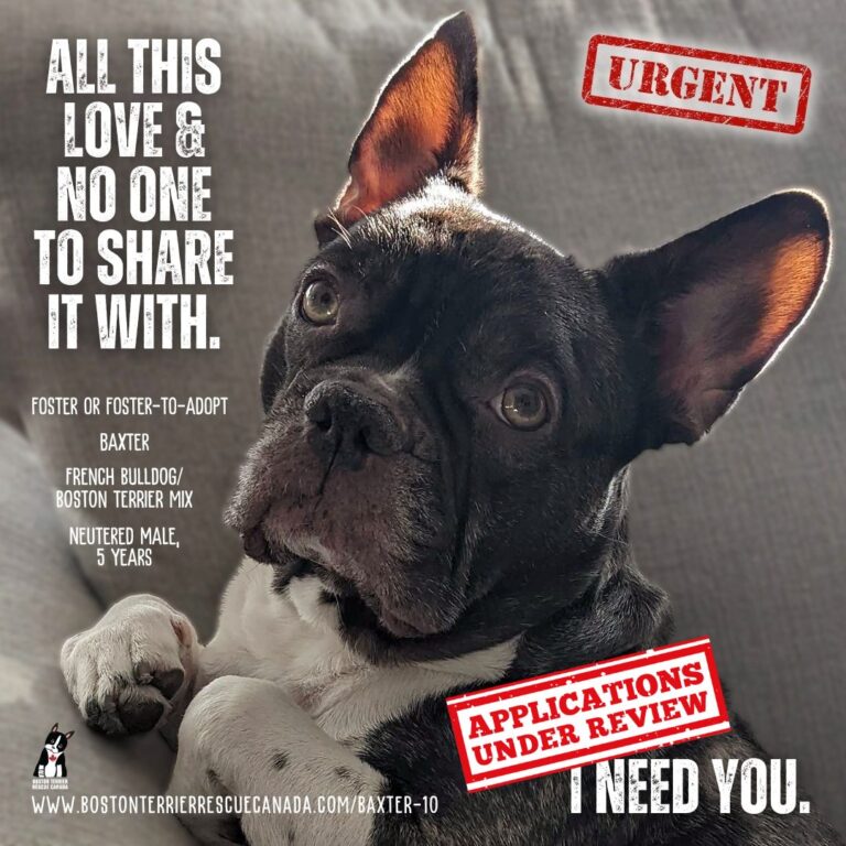 Adoptable Dogs – Boston Terrier Rescue Canada