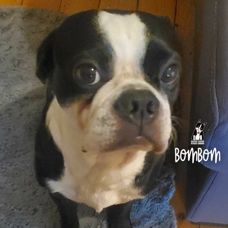 Dogs in Foster Care – Boston Terrier Rescue Canada