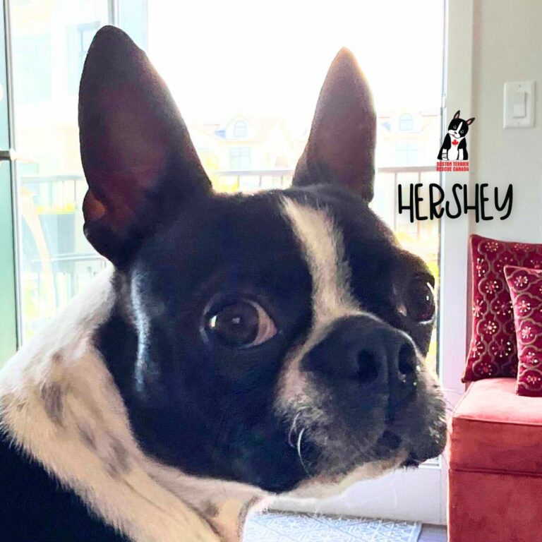 Dogs in Foster Care – Boston Terrier Rescue Canada