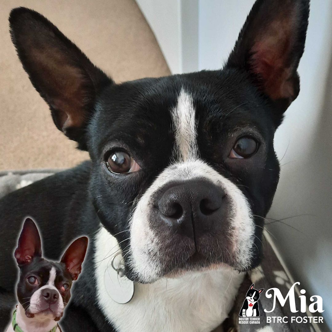 Mia – Boston Terrier Rescue Canada