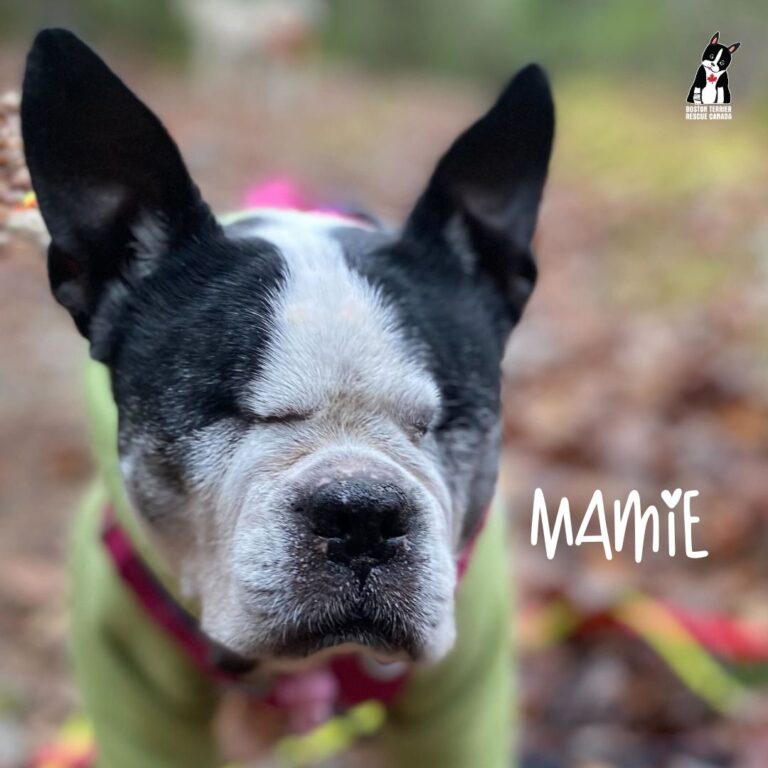 Dogs in Foster Care – Boston Terrier Rescue Canada