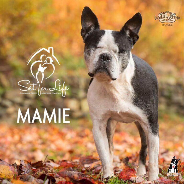Dogs in Foster Care – Boston Terrier Rescue Canada