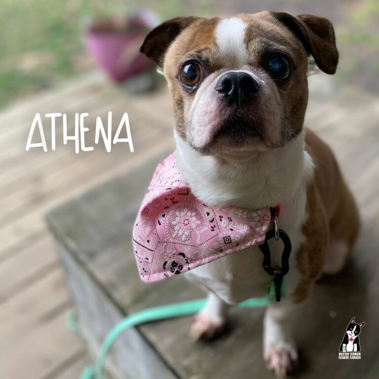 Dogs in Foster Care – Boston Terrier Rescue Canada