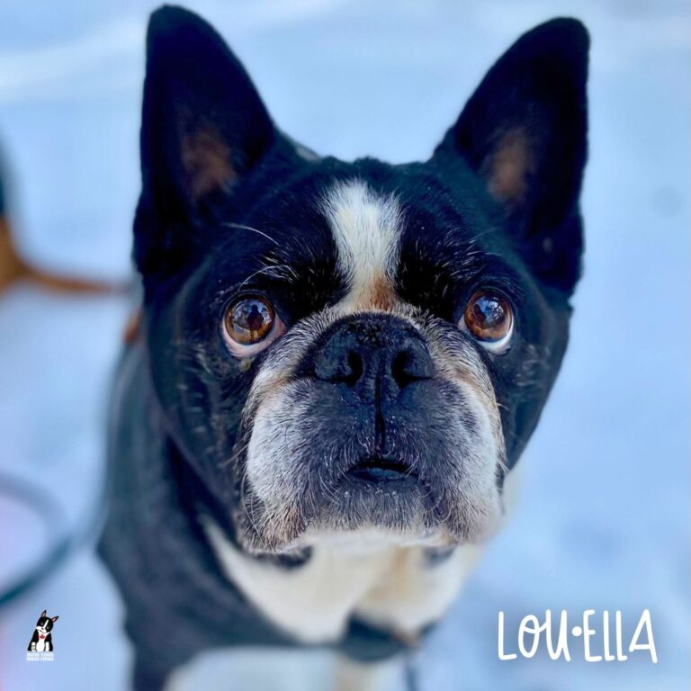 Dogs in Foster Care – Boston Terrier Rescue Canada