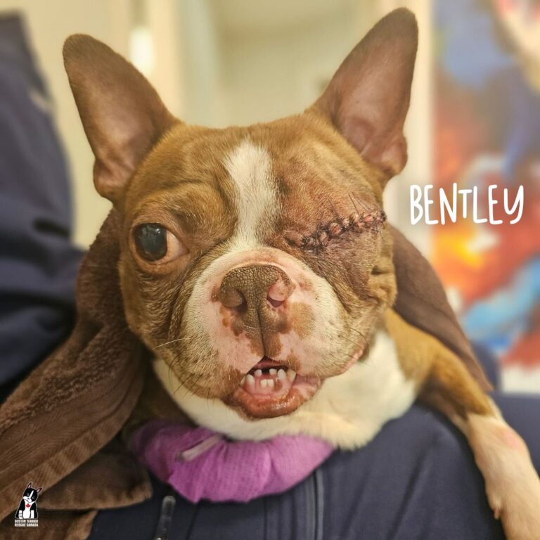 Dogs in Foster Care – Boston Terrier Rescue Canada