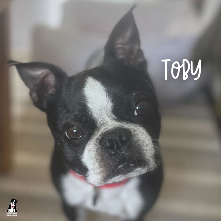 Dogs in Foster Care – Boston Terrier Rescue Canada