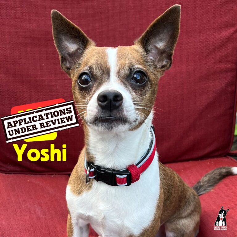 Adoptable Dogs – Boston Terrier Rescue Canada