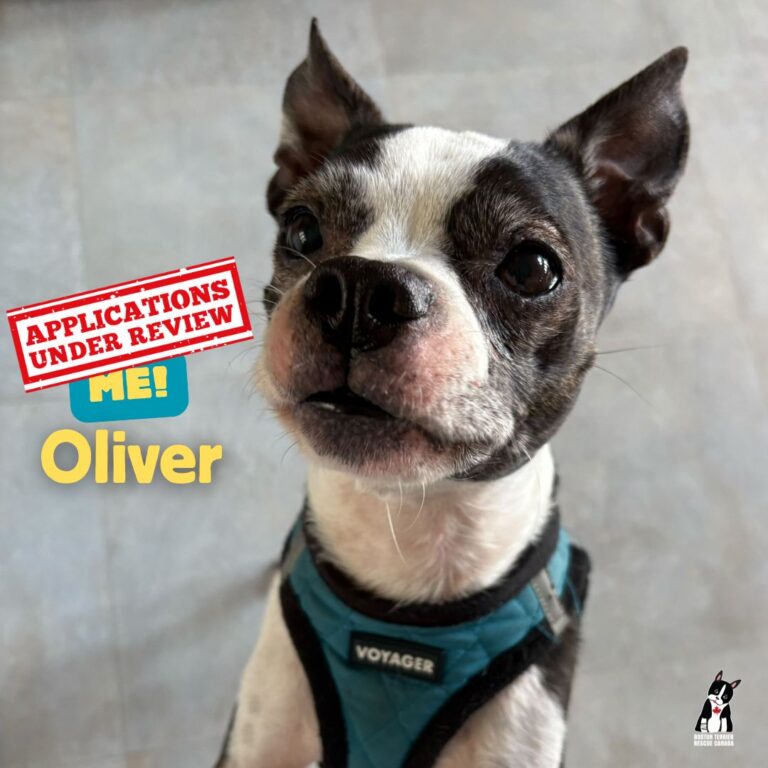 Adoptable Dogs – Boston Terrier Rescue Canada