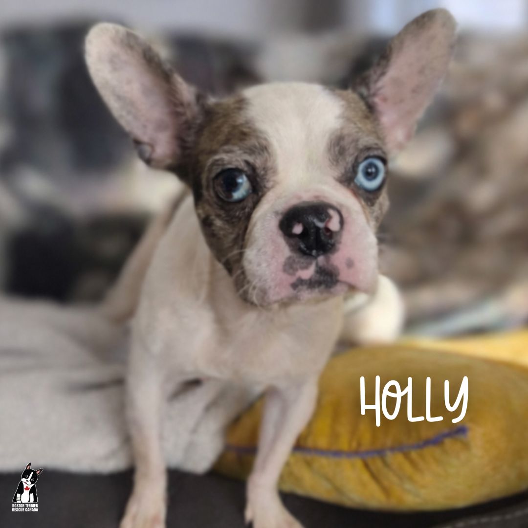 Holly – Boston Terrier Rescue Canada